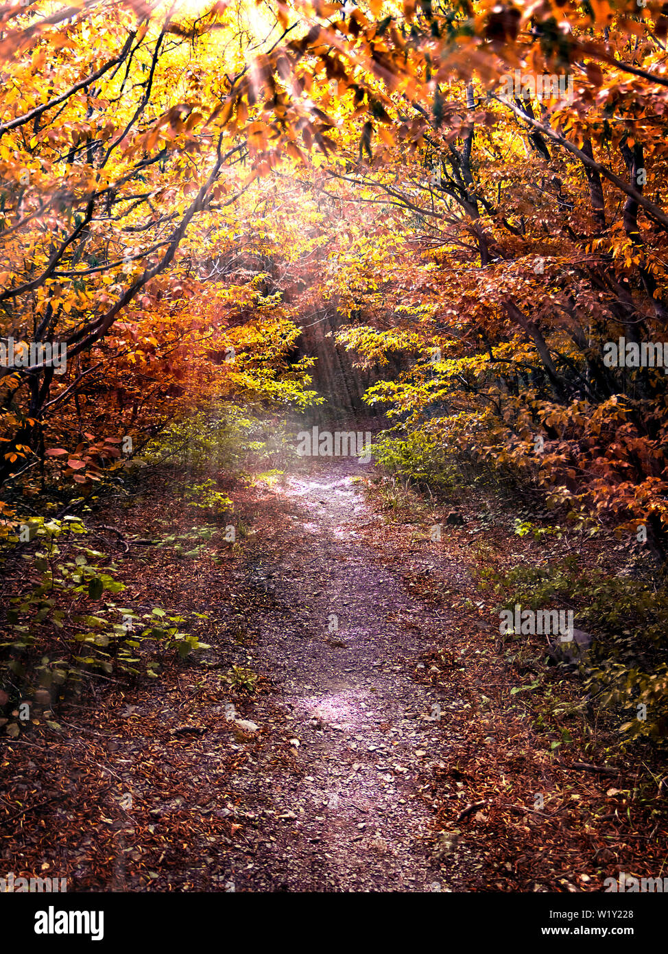 Pathway in the autum forest illuminated by the sun Stock Photo - Alamy