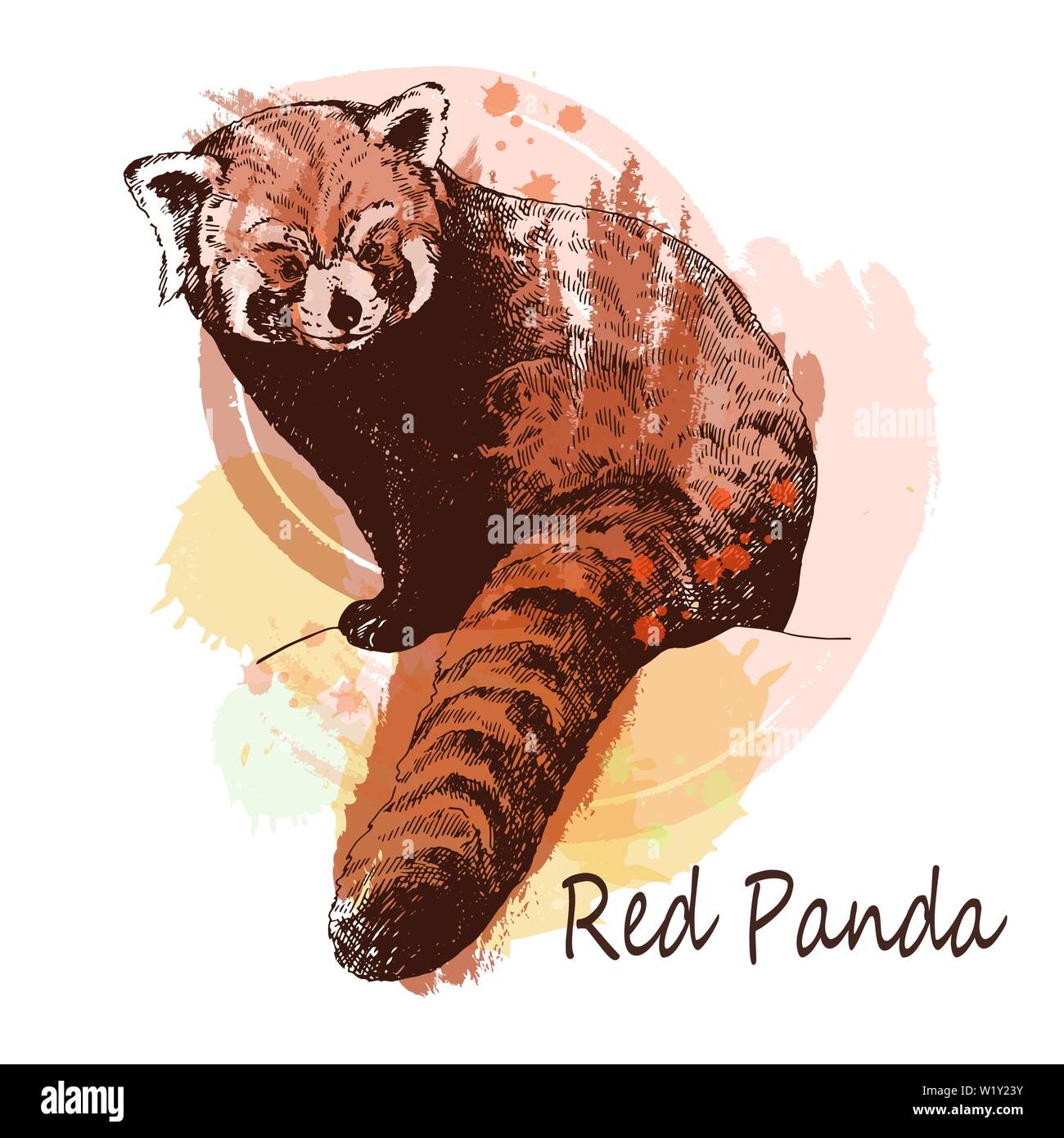 Hand drawn sketch style red panda isolated on white background. Vector ...