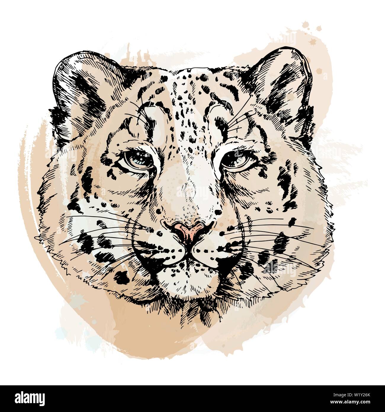 Hand drawn sketch style portrait of snow leopard isolated on white ...