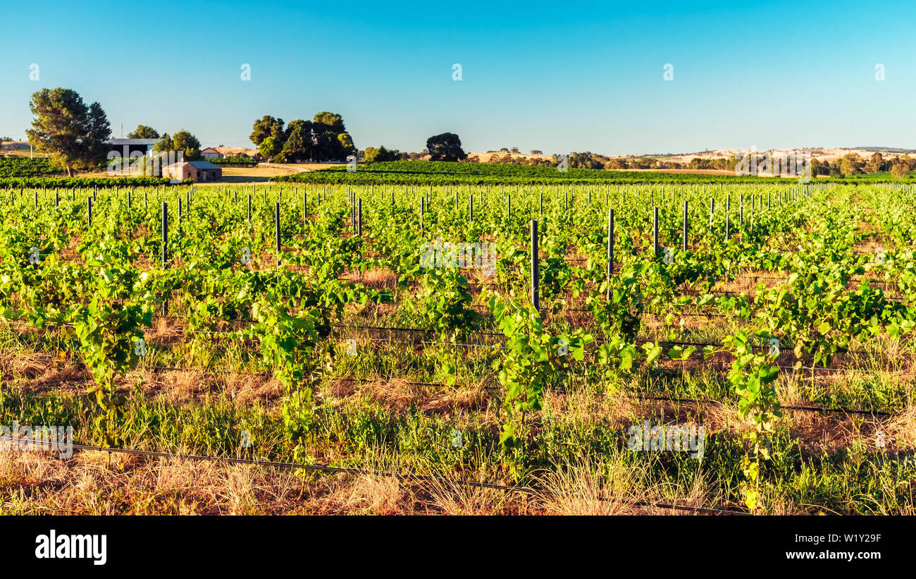 Adelaide australia barossa valley hi-res stock photography and images ...