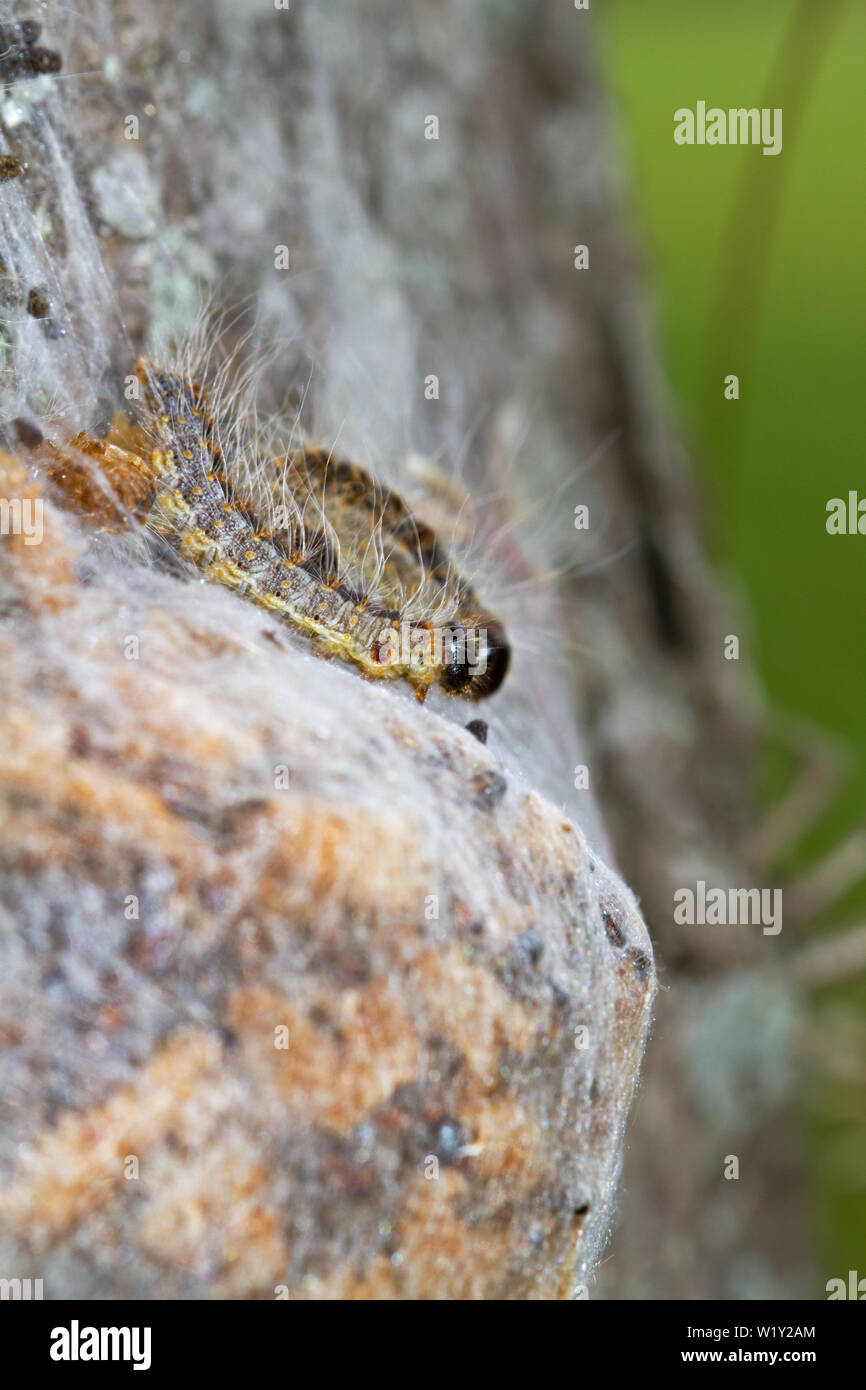 Larvae of Oak processionary on their communal nests of white silk Stock ...