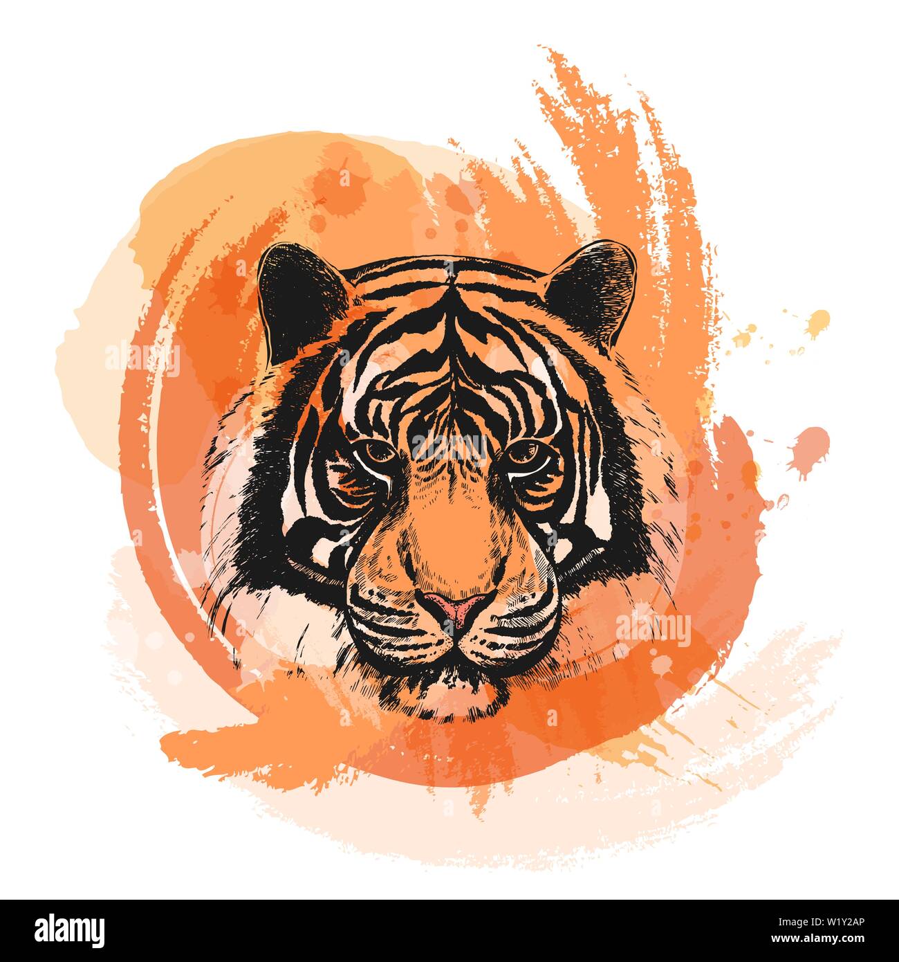 Hand drawn sketch style portrait of tiger. Vector illustration isolated ...