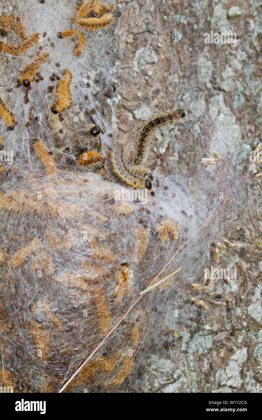 Larvae of Oak processionary on their communal nests of white silk Stock ...