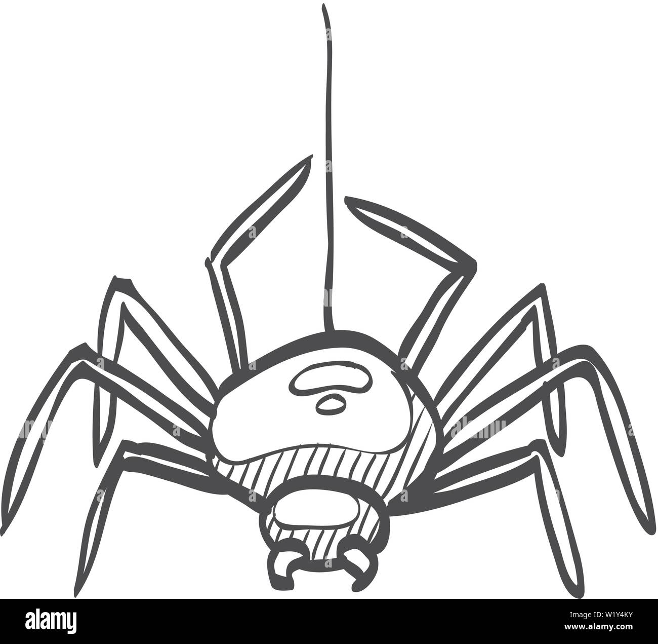 Spider icon in doodle sketch lines. Animal arachnid spooky Halloween ...