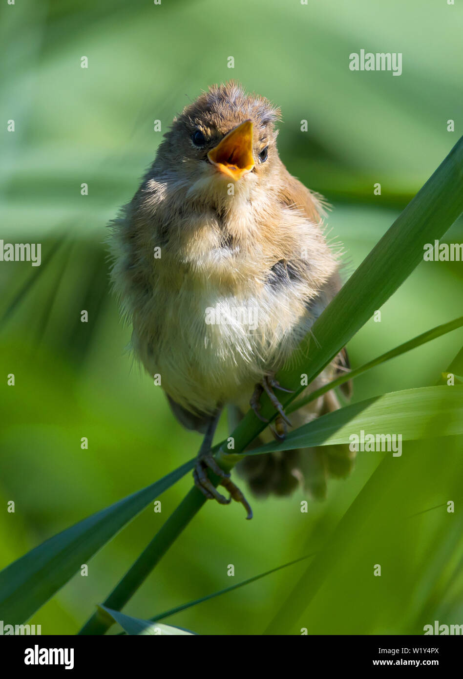 Juvenile Reed Warbler fledged but still begging for food Stock Photo ...