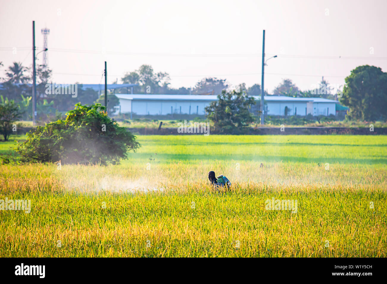 Farmer spraying pesticide in paddy hi-res stock photography and images ...