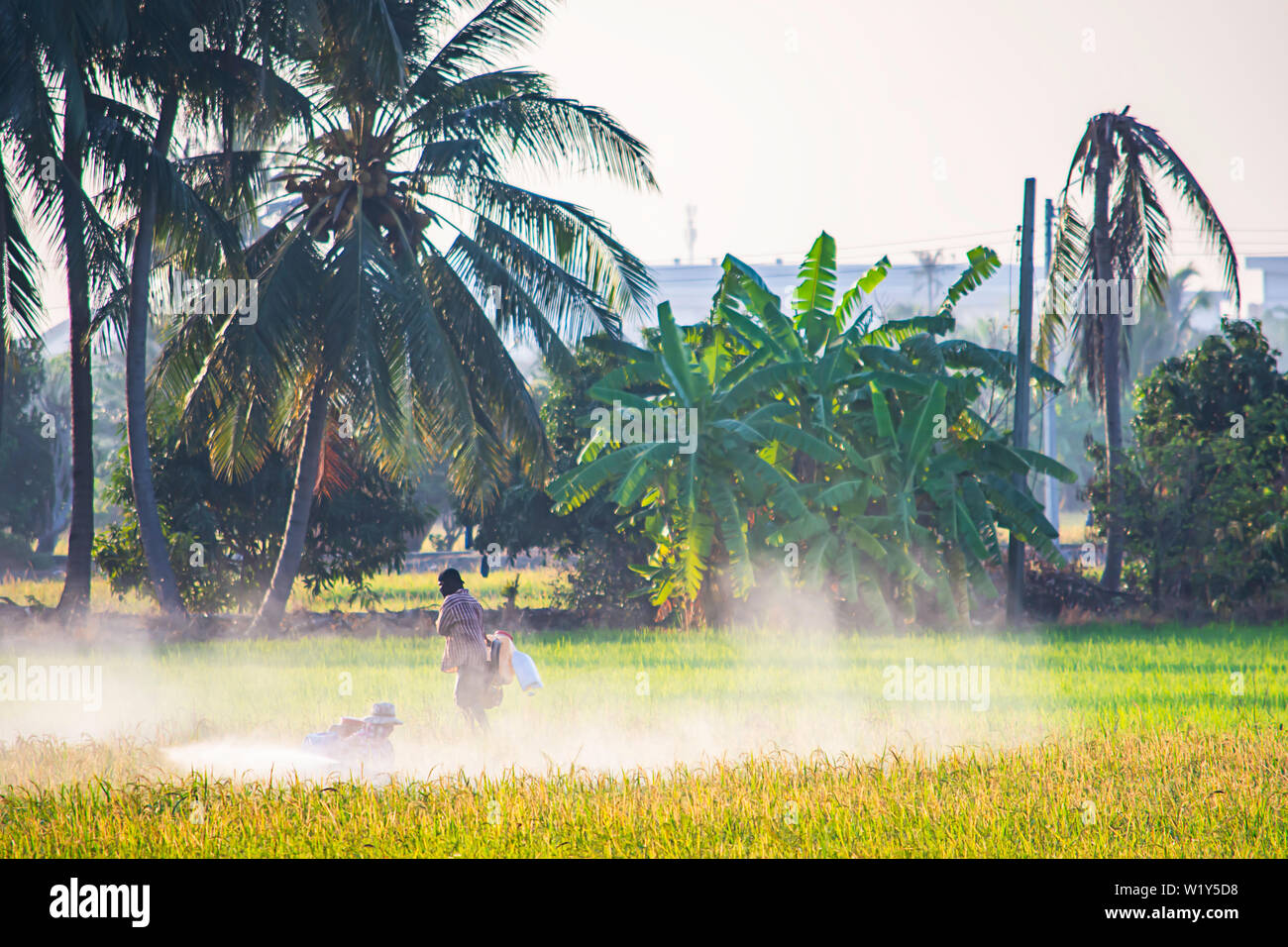 Spraying rice field hi-res stock photography and images - Alamy