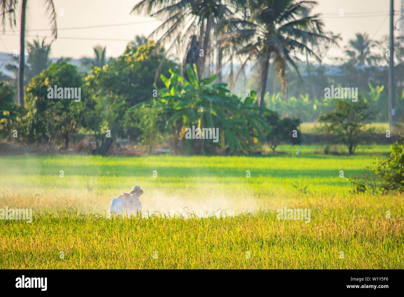 Spraying rice field hi-res stock photography and images - Alamy