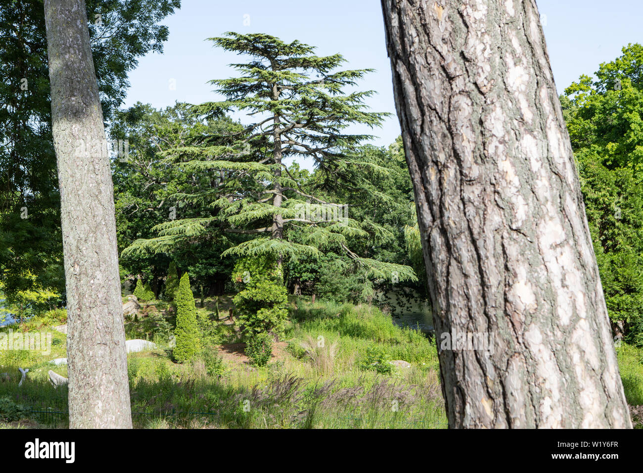 Pine trees in foreground, Cedar tree in background Stock Photo - Alamy