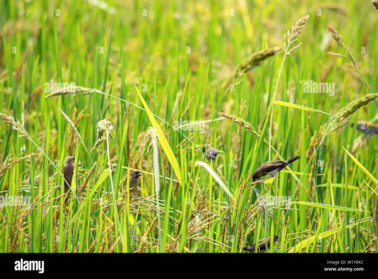Birds on rice field in hi-res stock photography and images - Alamy