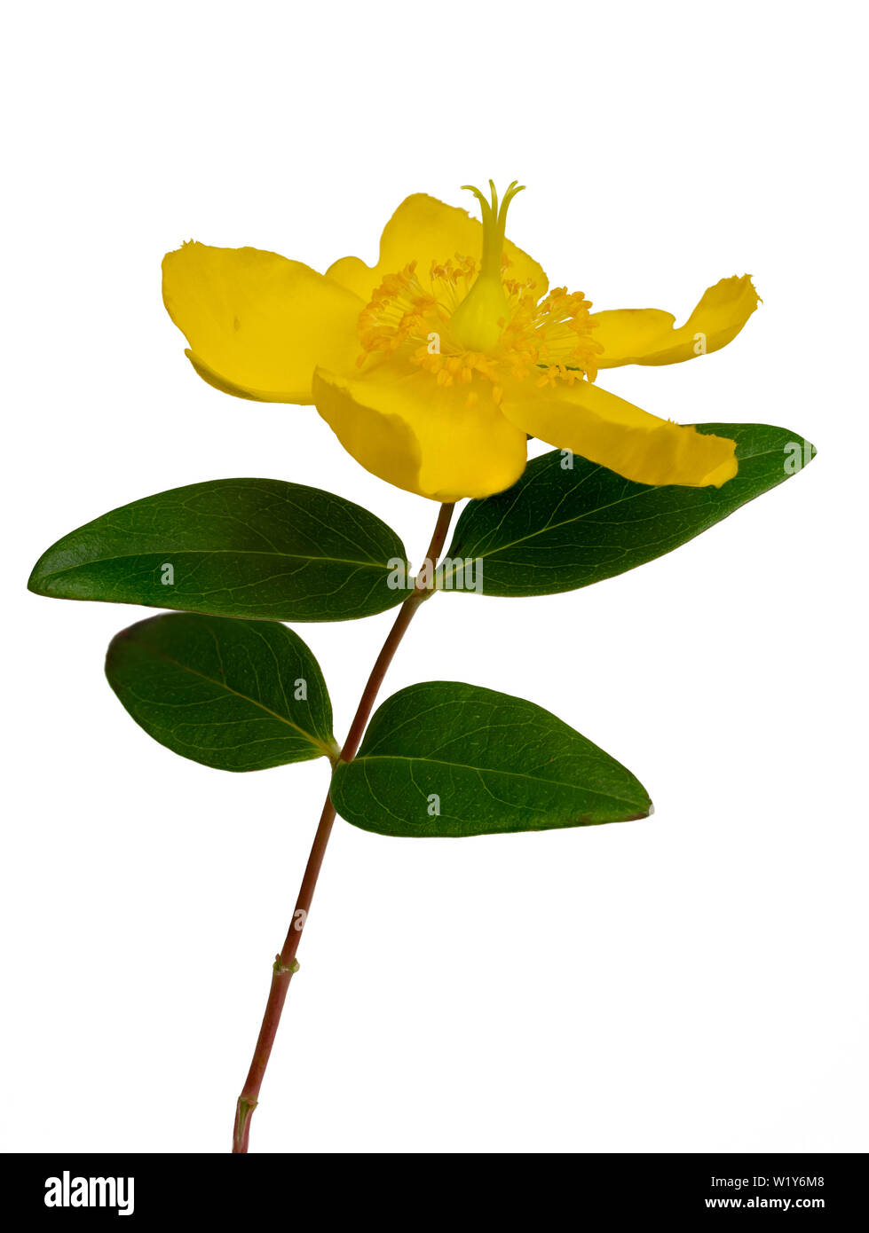 Single flower of the semi-evergreen, summer and autumn flowering shrub ...