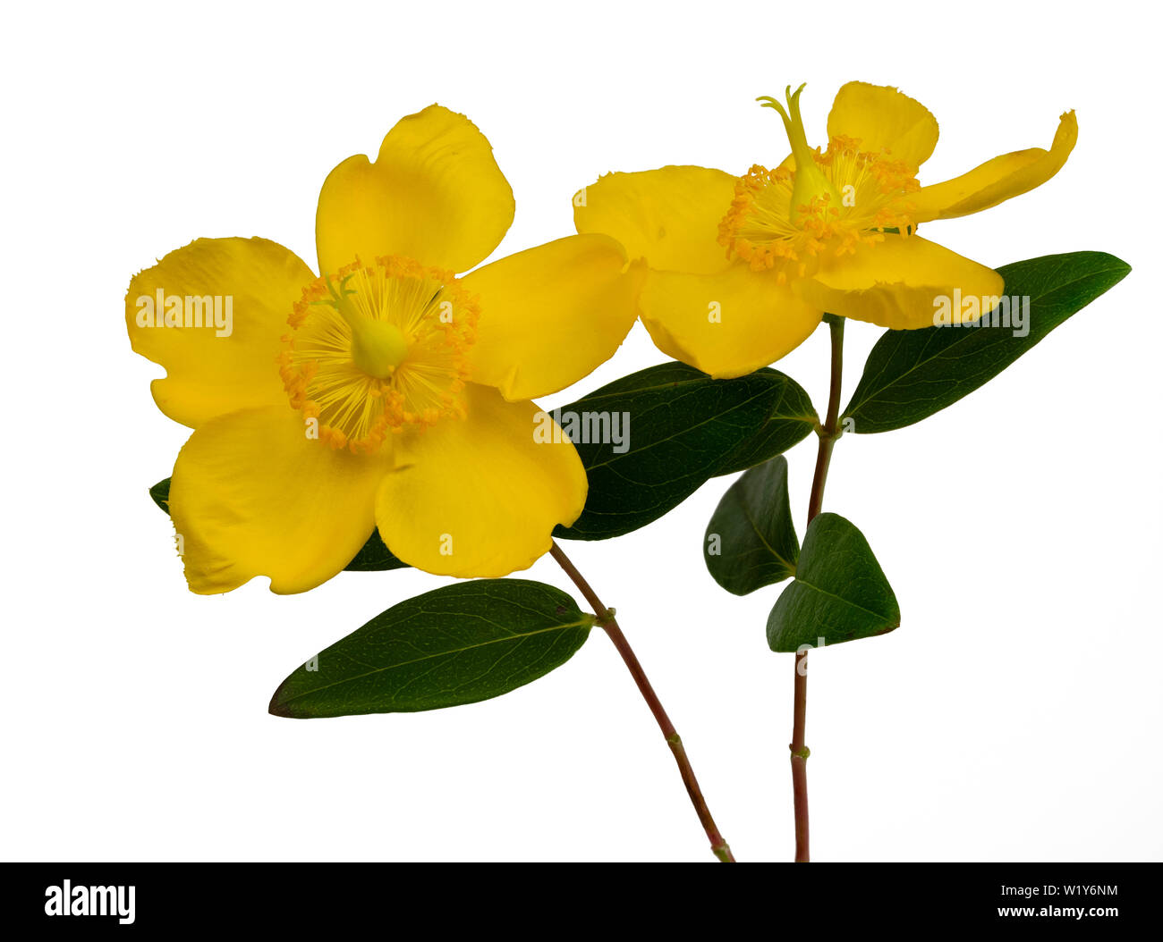 Twin flowers of the semi-evergreen, summer and autumn flowering shrub ...