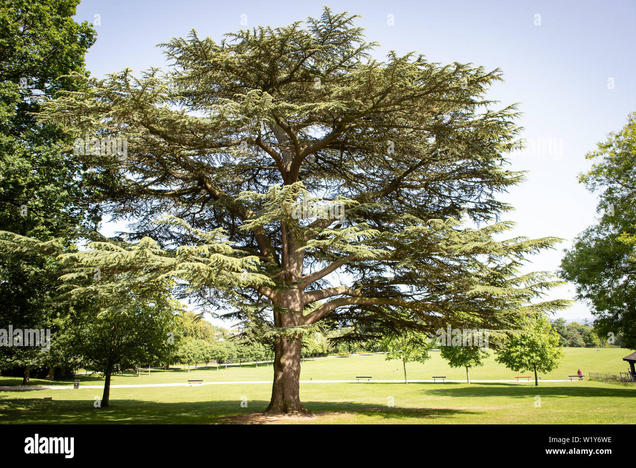 Big cedar tree hi-res stock photography and images - Alamy