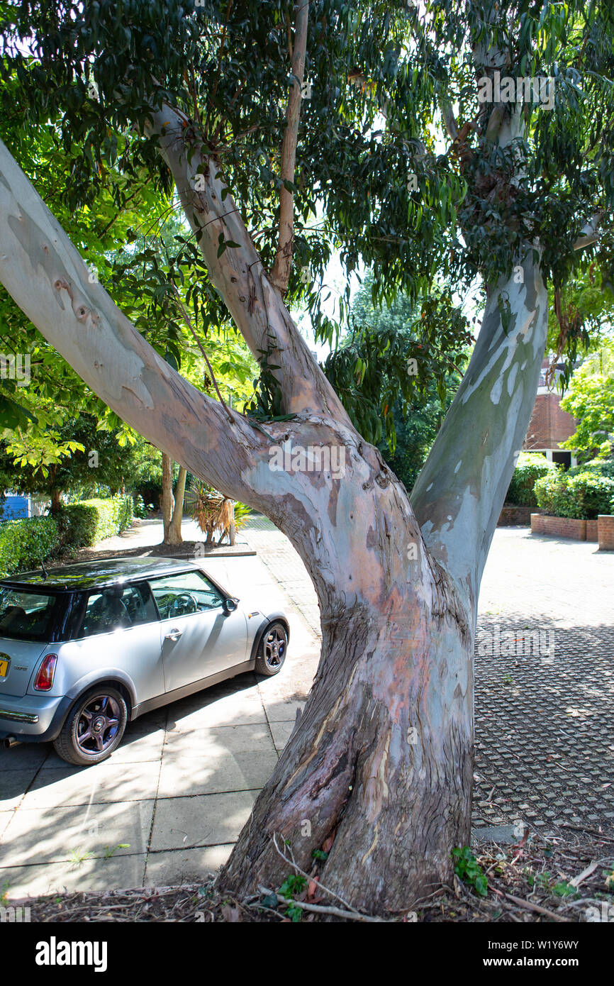 gum tree in urban location Stock Photo - Alamy