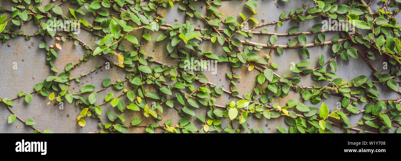Texture of the old wooden fence and lash plants BANNER, LONG FORMAT ...