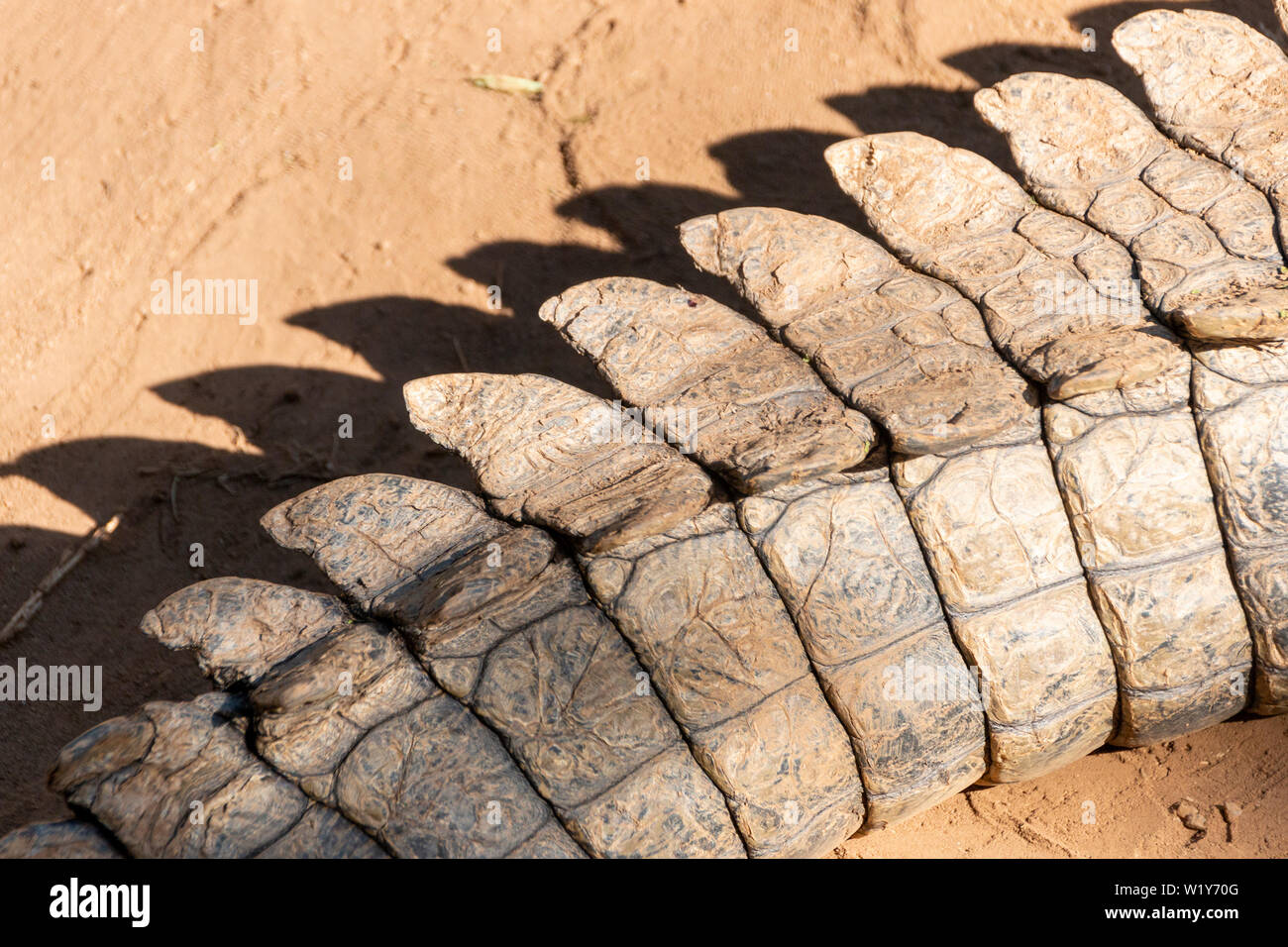 Back view with tail hi-res stock photography and images - Alamy