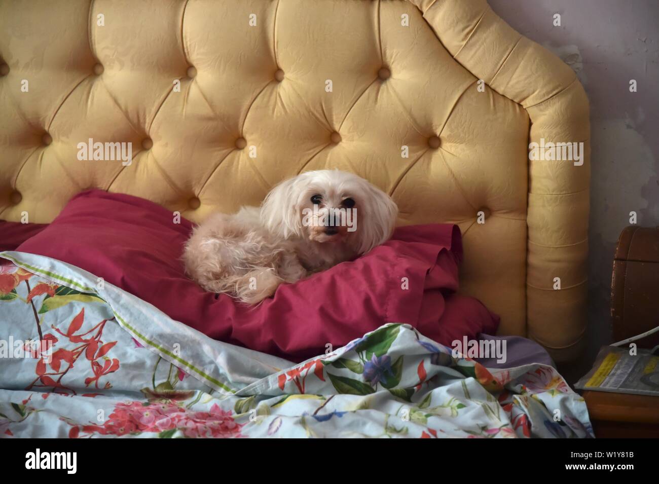 Dogs, mans best friend Stock Photo - Alamy