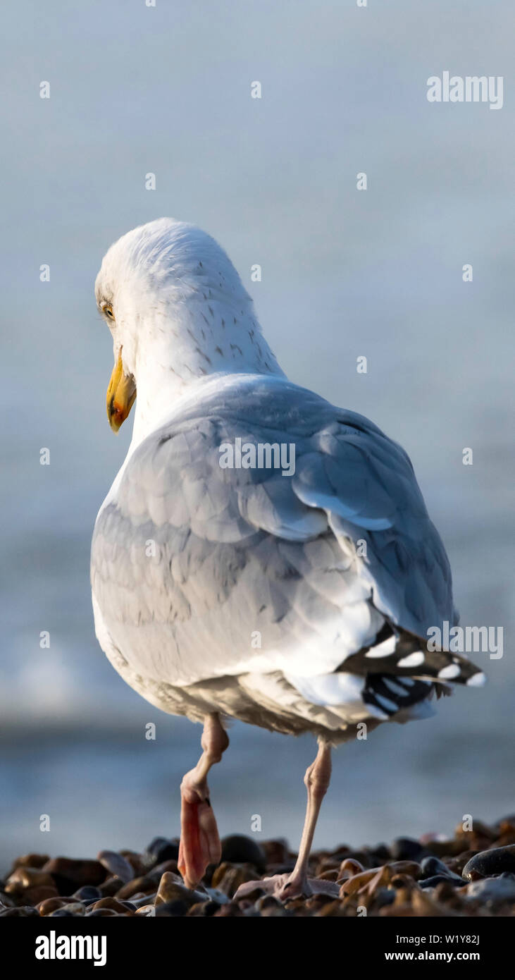 Seagull alone walks on the beach Stock Photo - Alamy