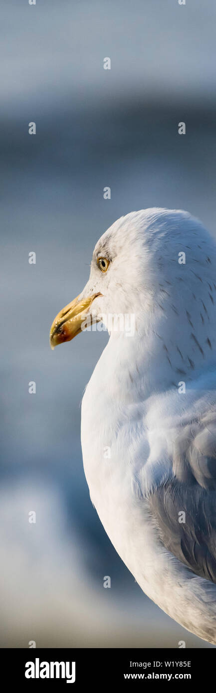 Close up portrait of seagull face Stock Photo - Alamy