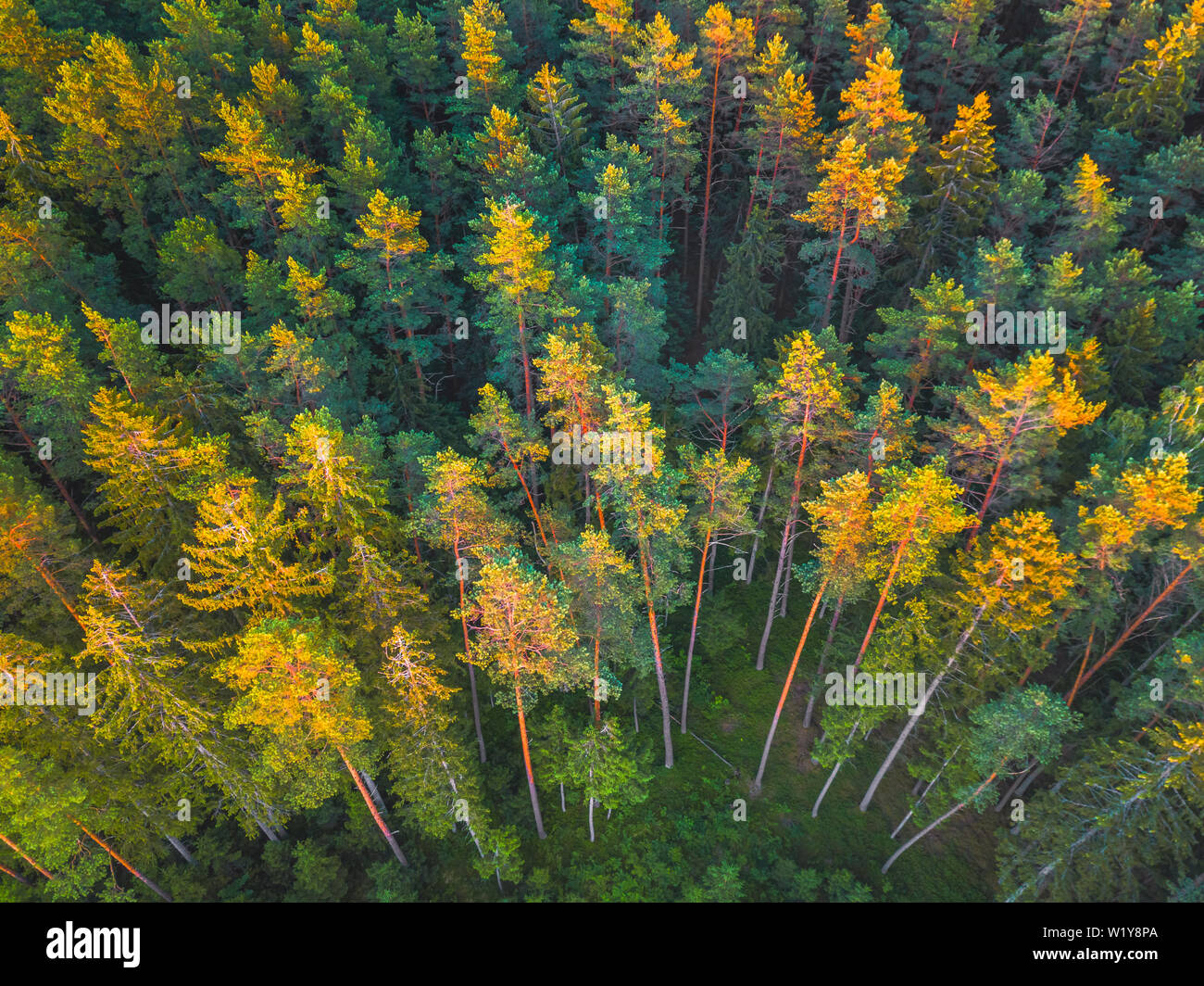 Summer warm sun light forest aerial view Stock Photo - Alamy