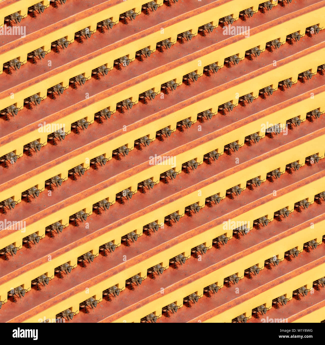 Soldier bees hi-res stock photography and images - Alamy