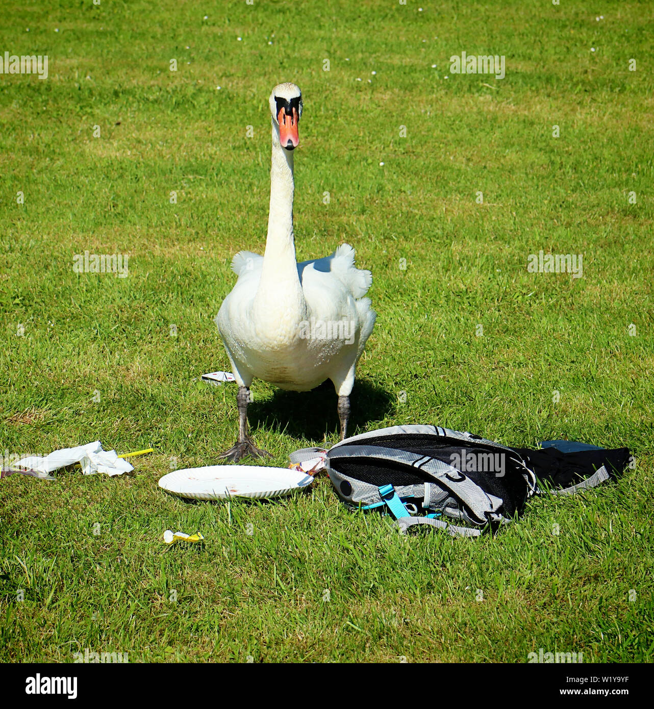 The clumsy swan hi-res stock photography and images - Alamy