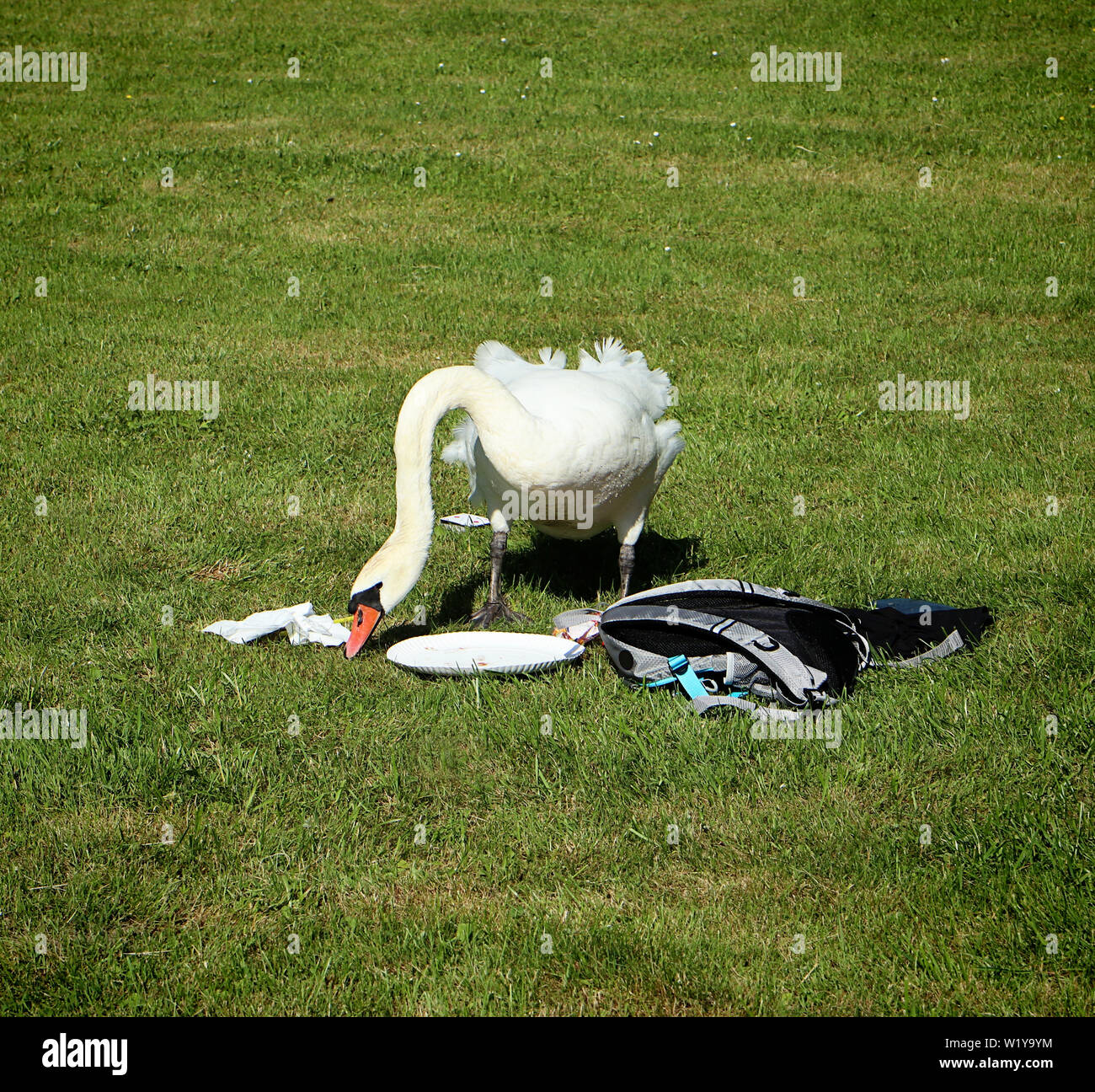 Clumsy Swan