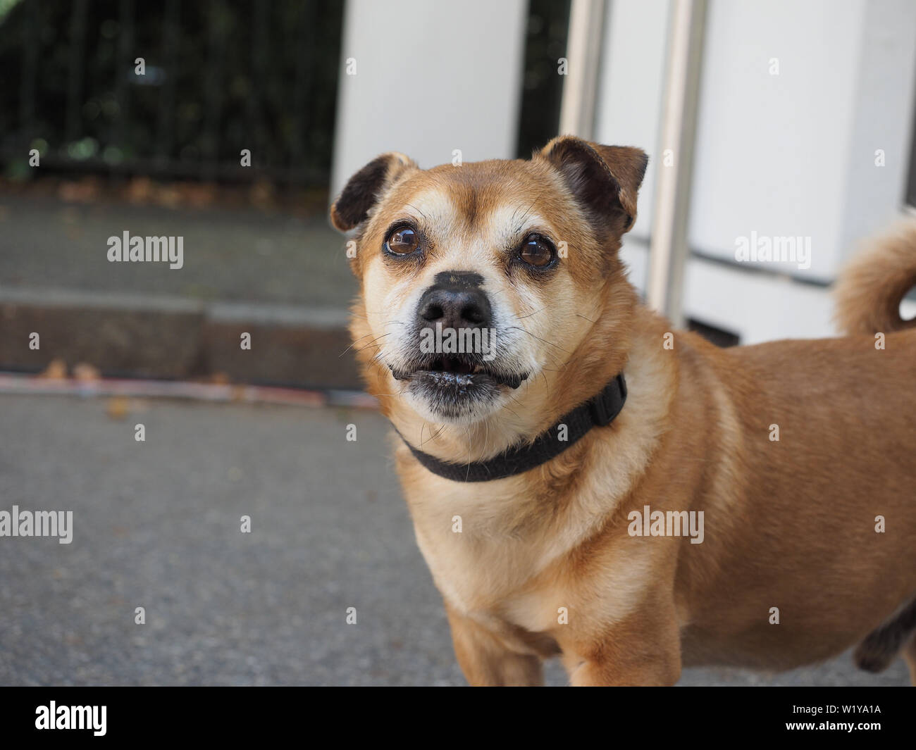 domestic dog animal of Phylum Chordata, Class Mammalia (Mammals Stock ...