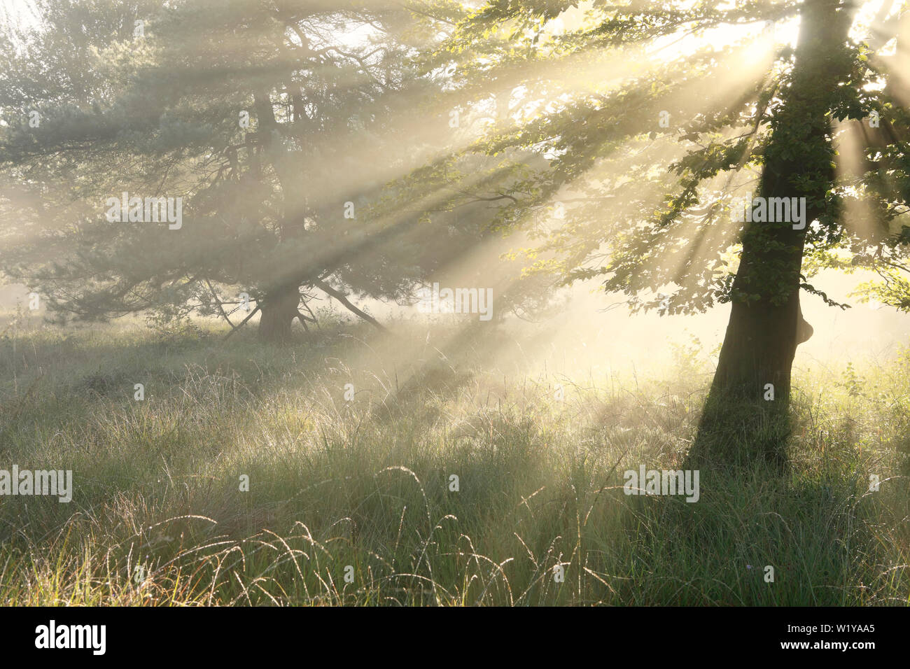 Sunbeams in fog hi-res stock photography and images - Alamy