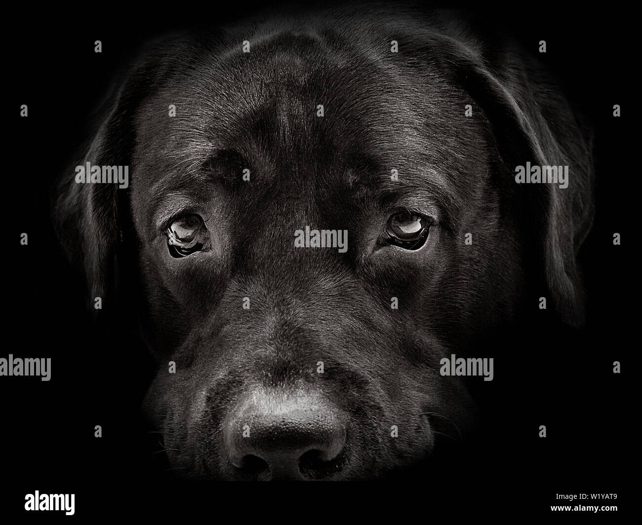 Dark muzzle labrador dog hi-res stock photography and images - Alamy