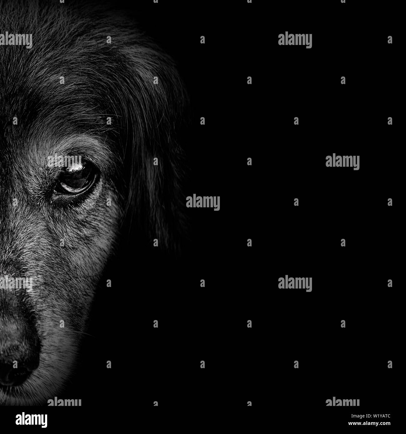 Dark muzzle hi-res stock photography and images - Alamy