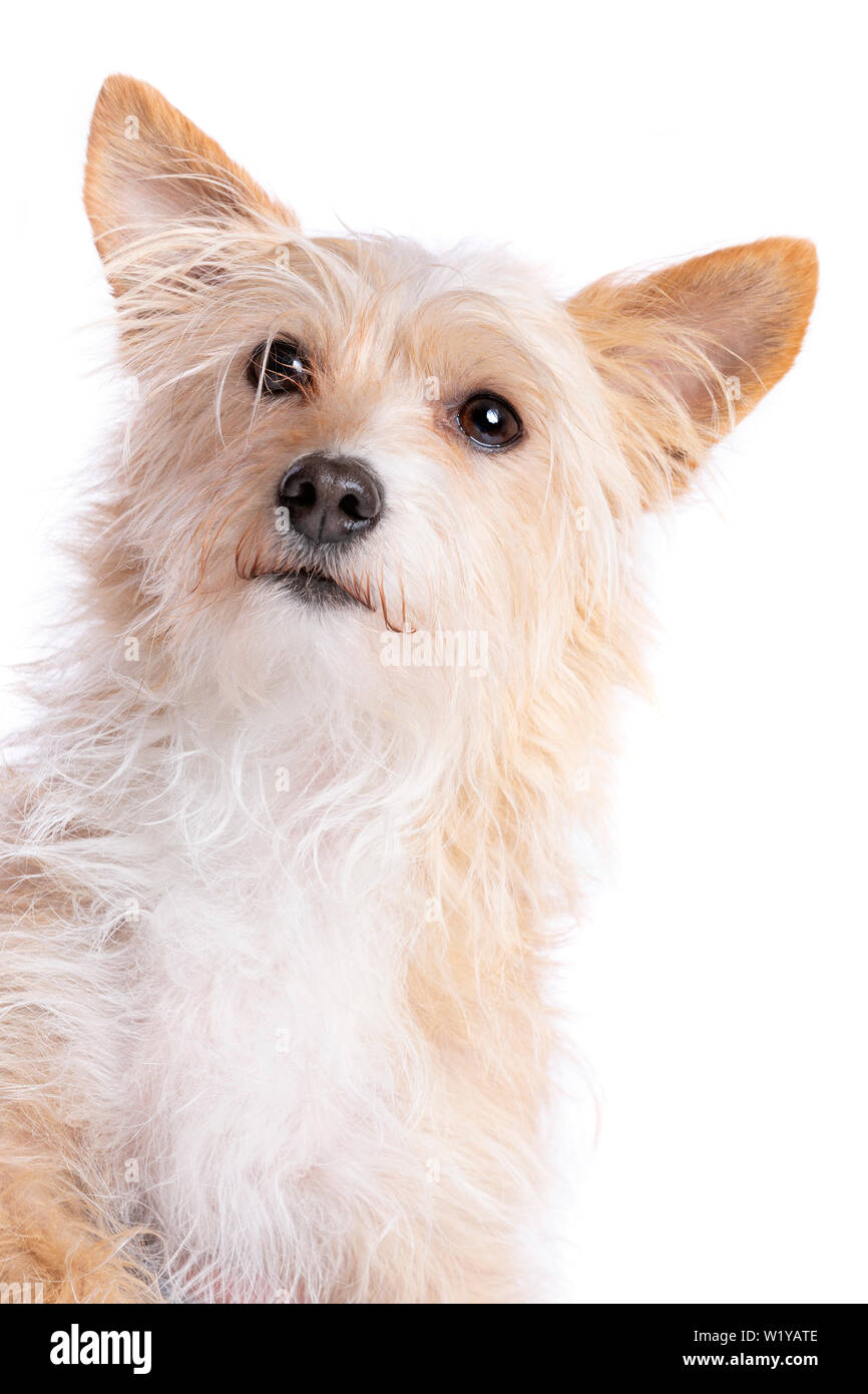Animal pequeño hi-res stock photography and images - Alamy