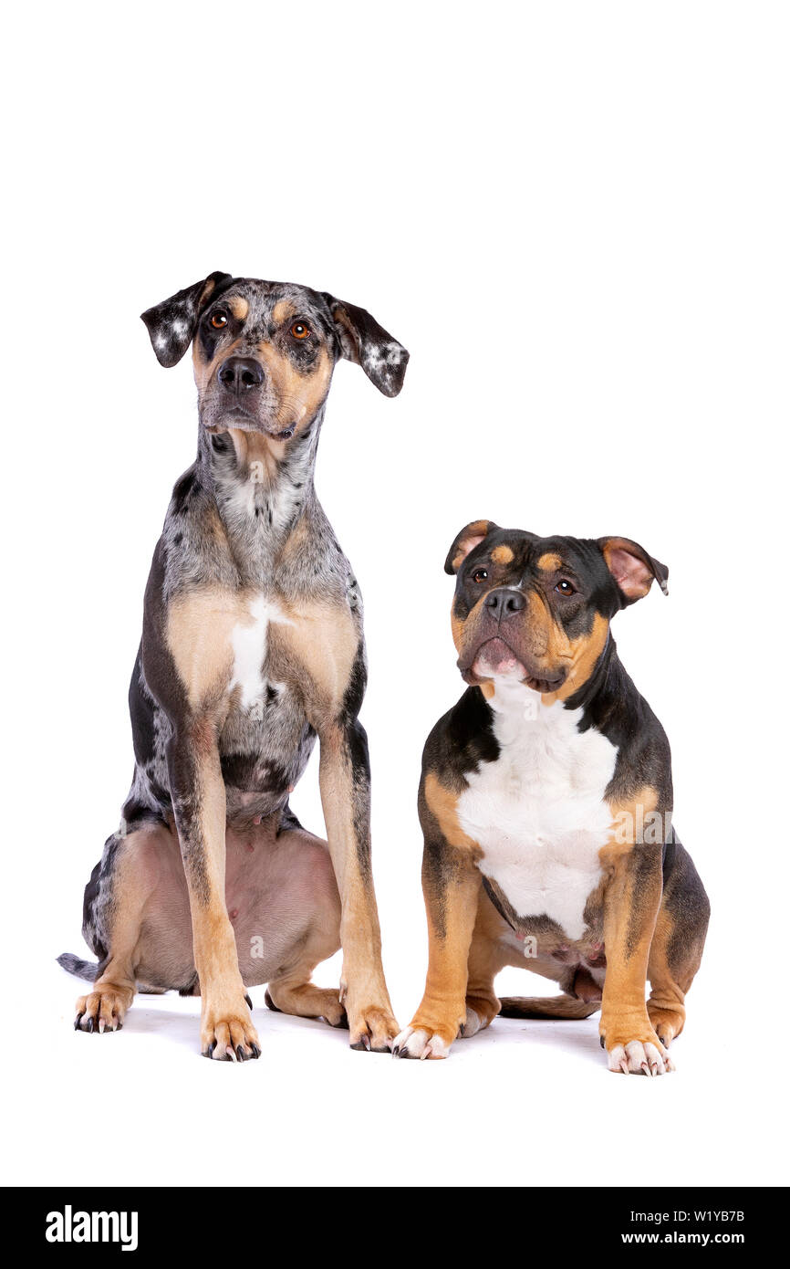 Catahoula Leopard Dog Boxer Mix