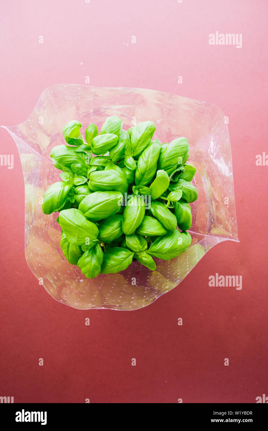 Basil in pot plant, over a brown background, top view Stock Photo - Alamy
