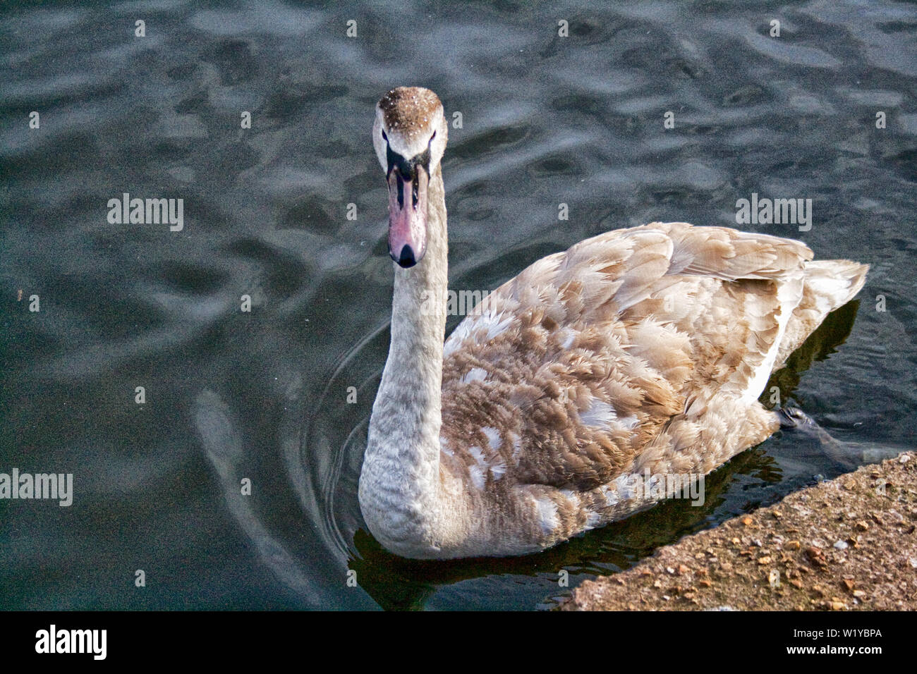 Immature swan hi-res stock photography and images - Alamy
