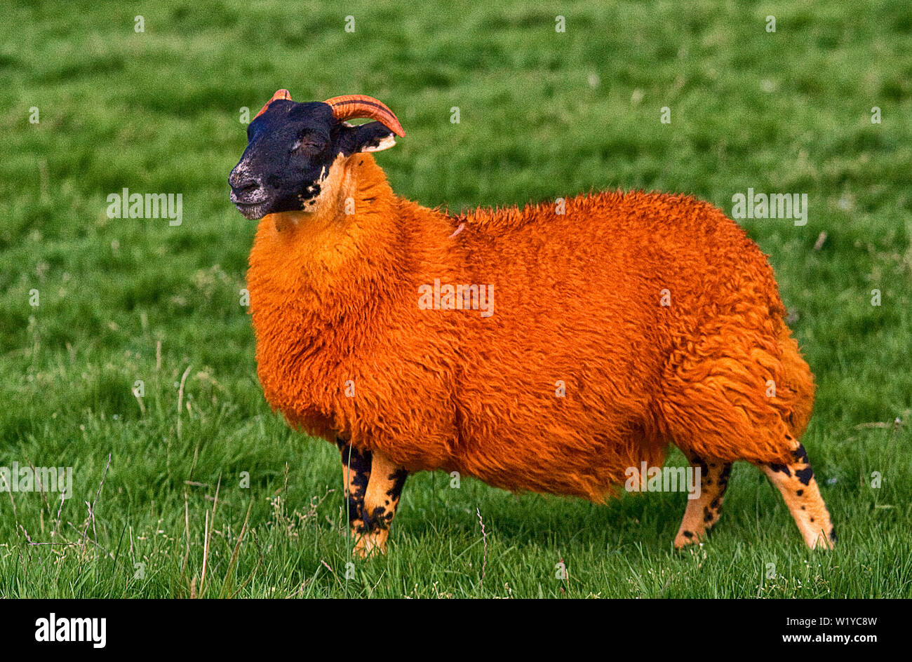 Orange Sheep Minecraft