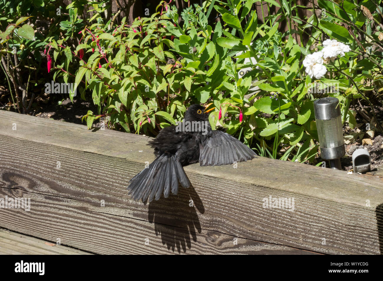 A common blackbird holding its head to one side and sunbathing whilst ...