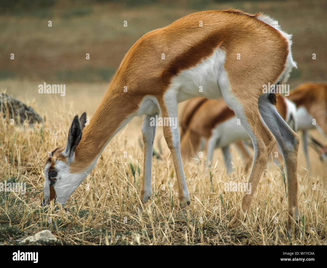 One Thomson gazelle (Eudorcas thomsonii) in a savanna eating yellow ...