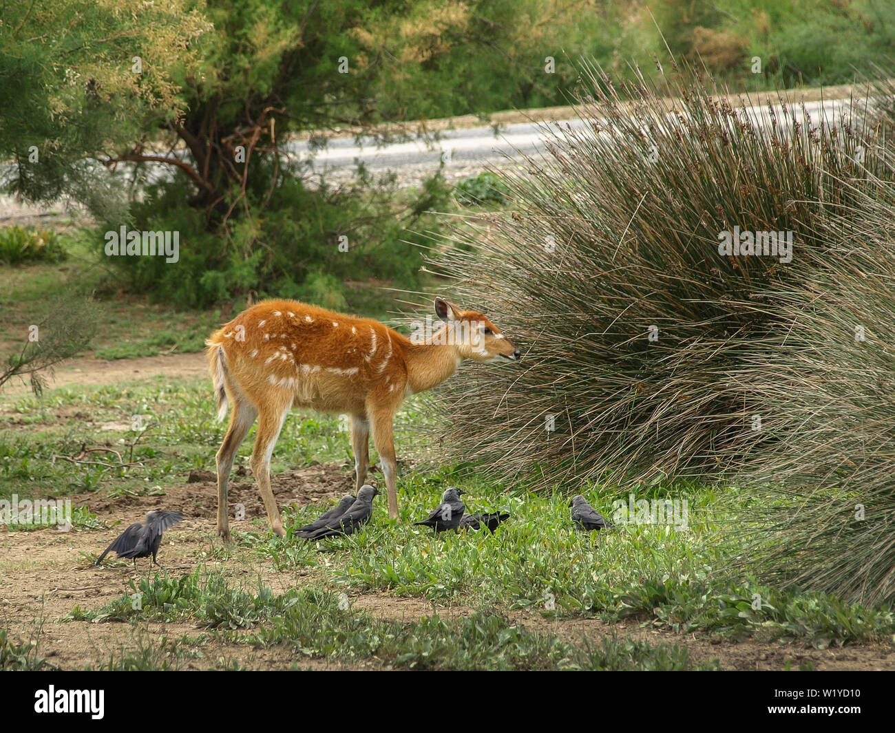 One female deer eating bush surrounded with a few pigeons searching for ...
