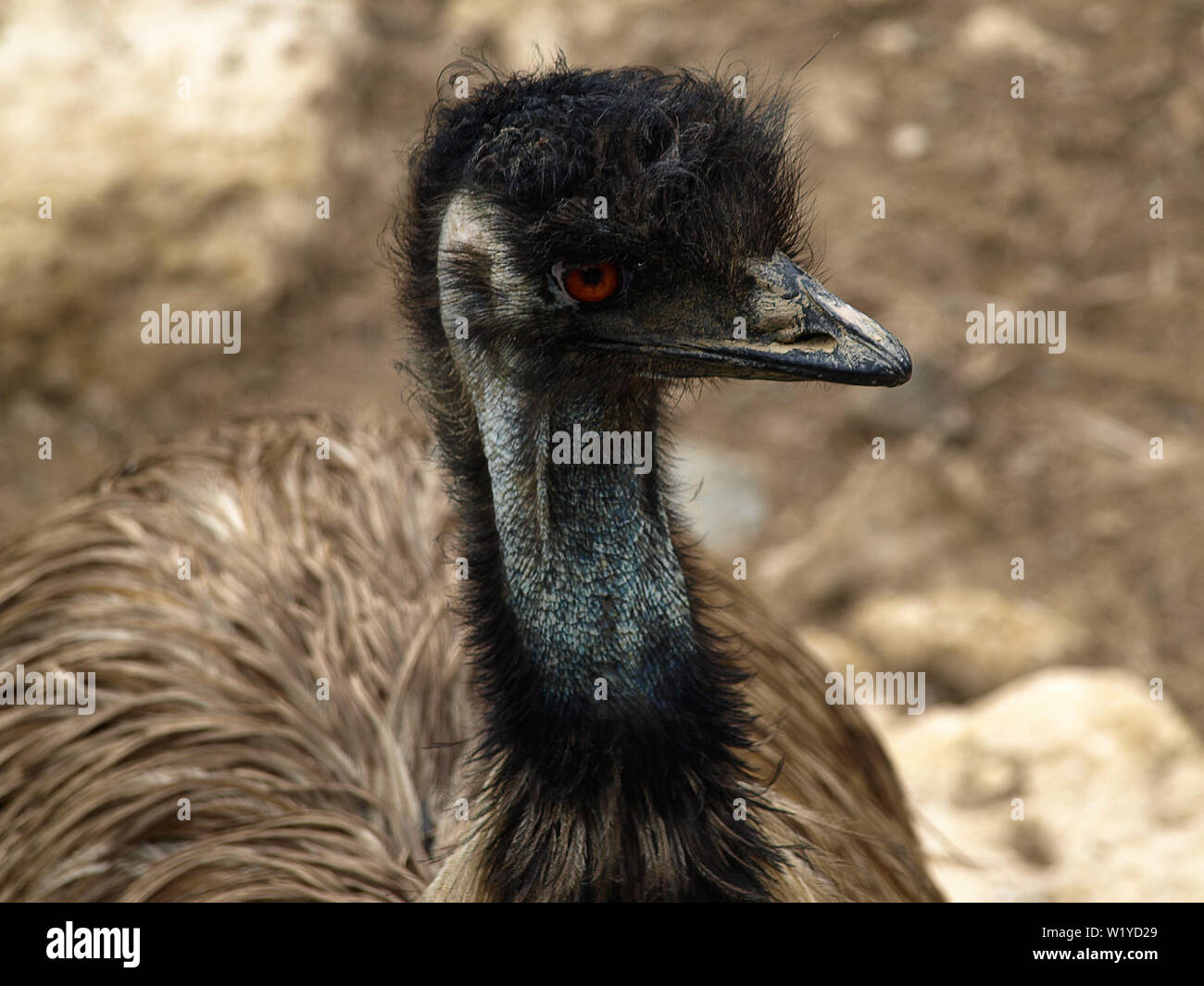 Close up portrait of the angry bird with hairy bush on top of her head ...