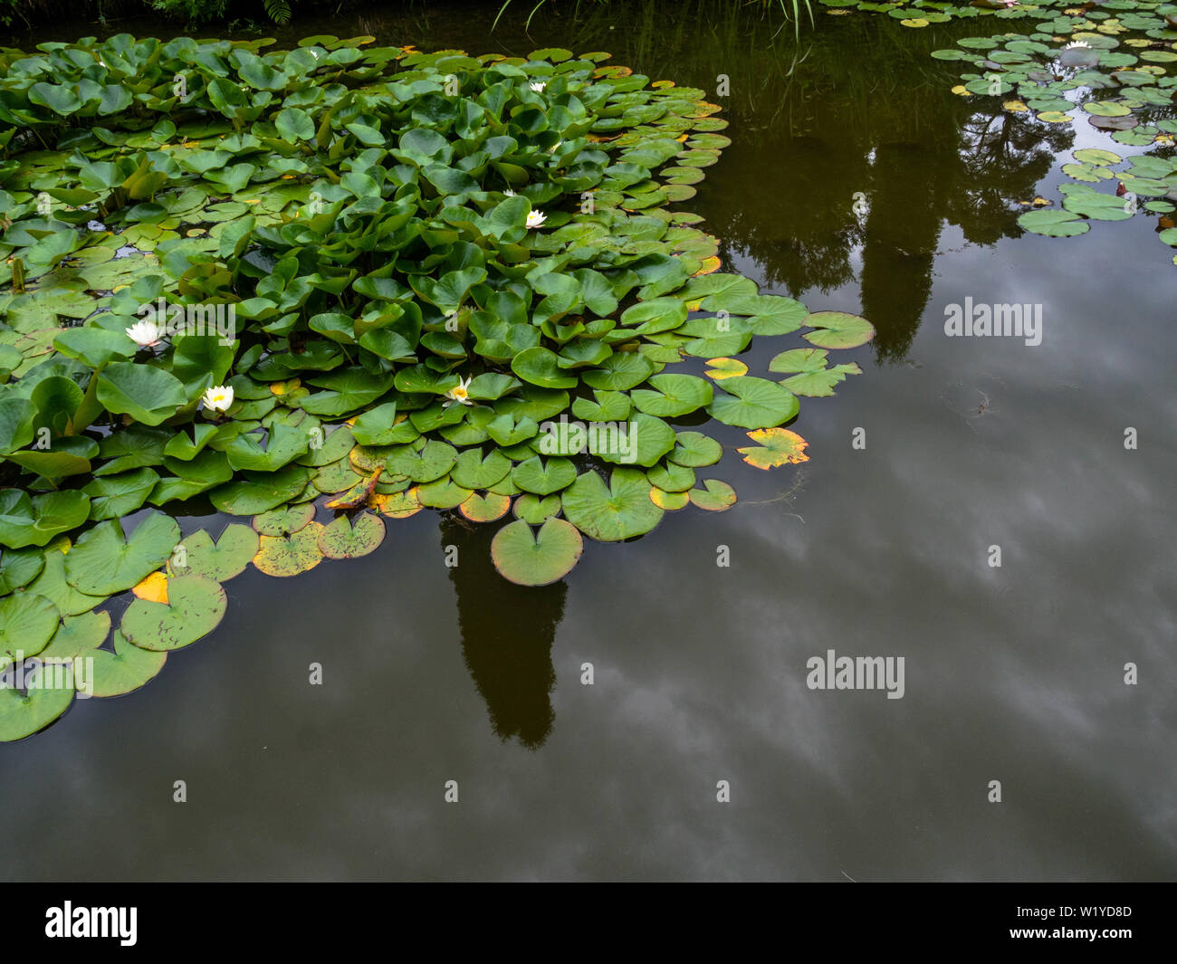White lotus in the pond, with reflections in water, before the rain ...