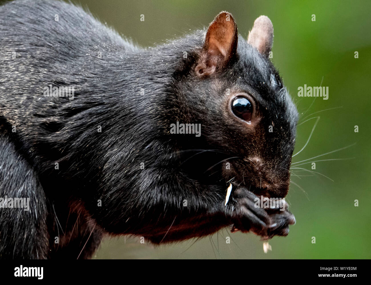 Nibbler hi-res stock photography and images - Alamy