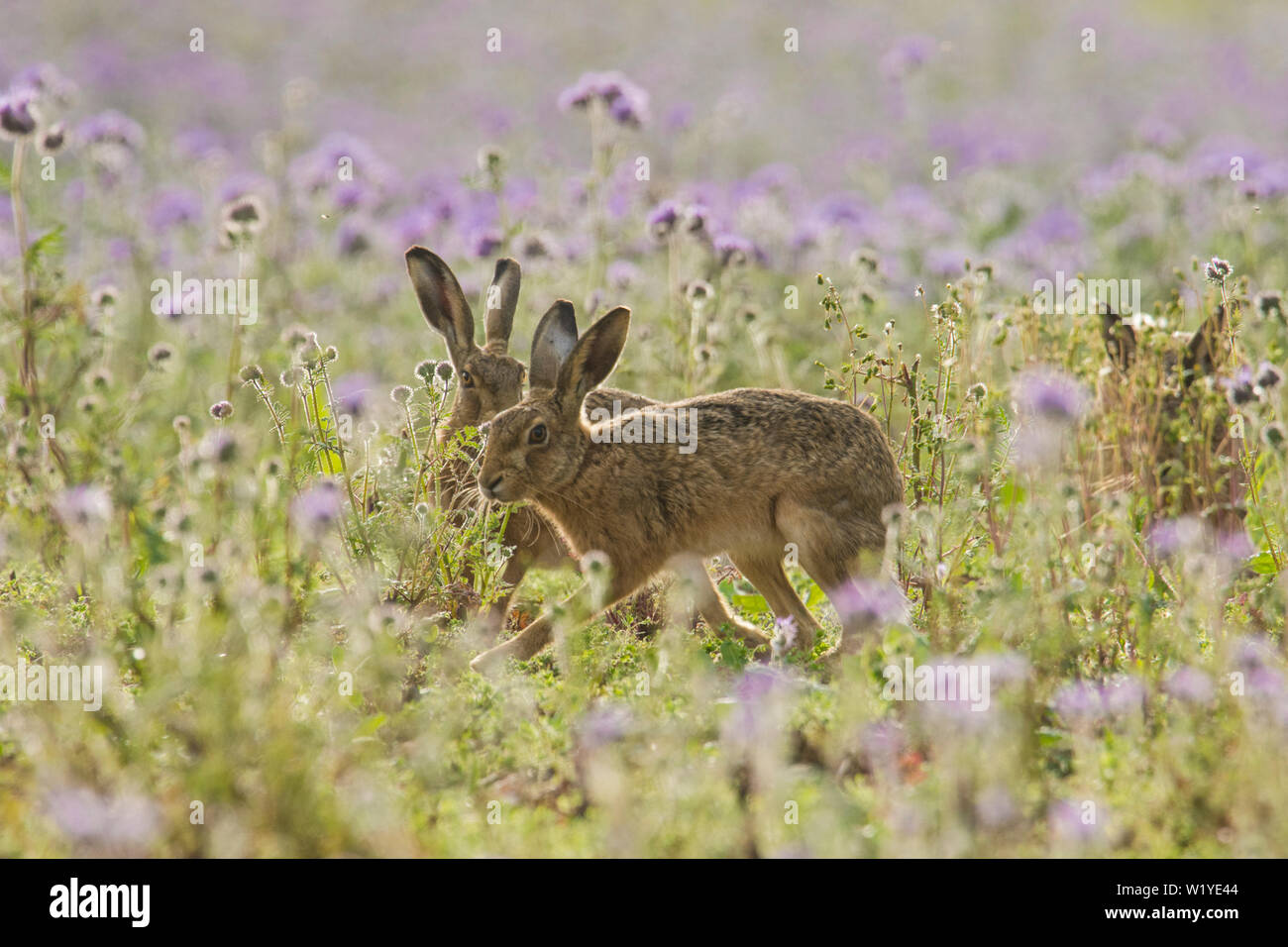 European hares uk hi-res stock photography and images - Alamy