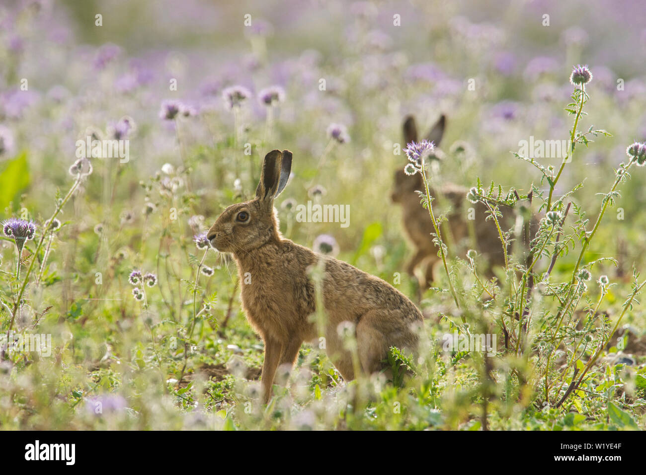 Brown Hare, Lepus europaeus, two, pair, European hare, grazing in ...