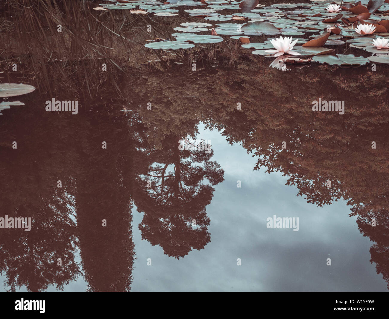 White lotus in the pond, with reflections in water, before the rain ...