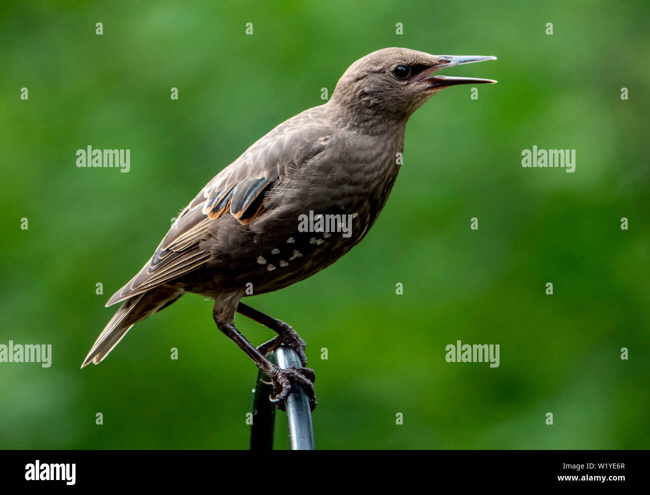 Chatterbox hi-res stock photography and images - Alamy