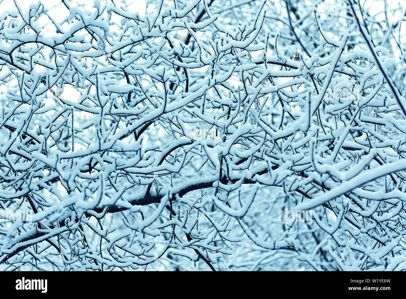 Interlacing plant hi-res stock photography and images - Alamy