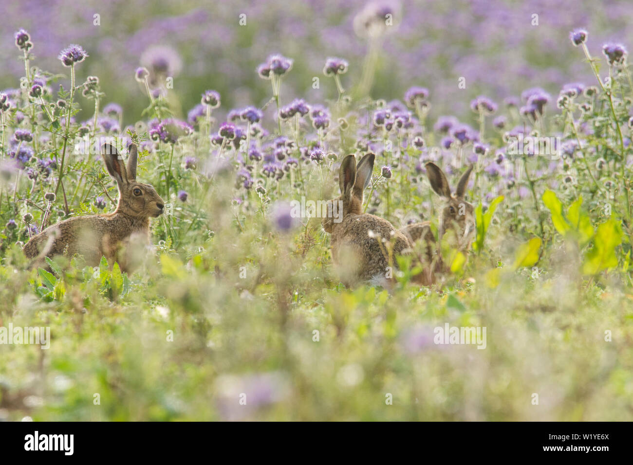 Hares feeding hi-res stock photography and images - Alamy
