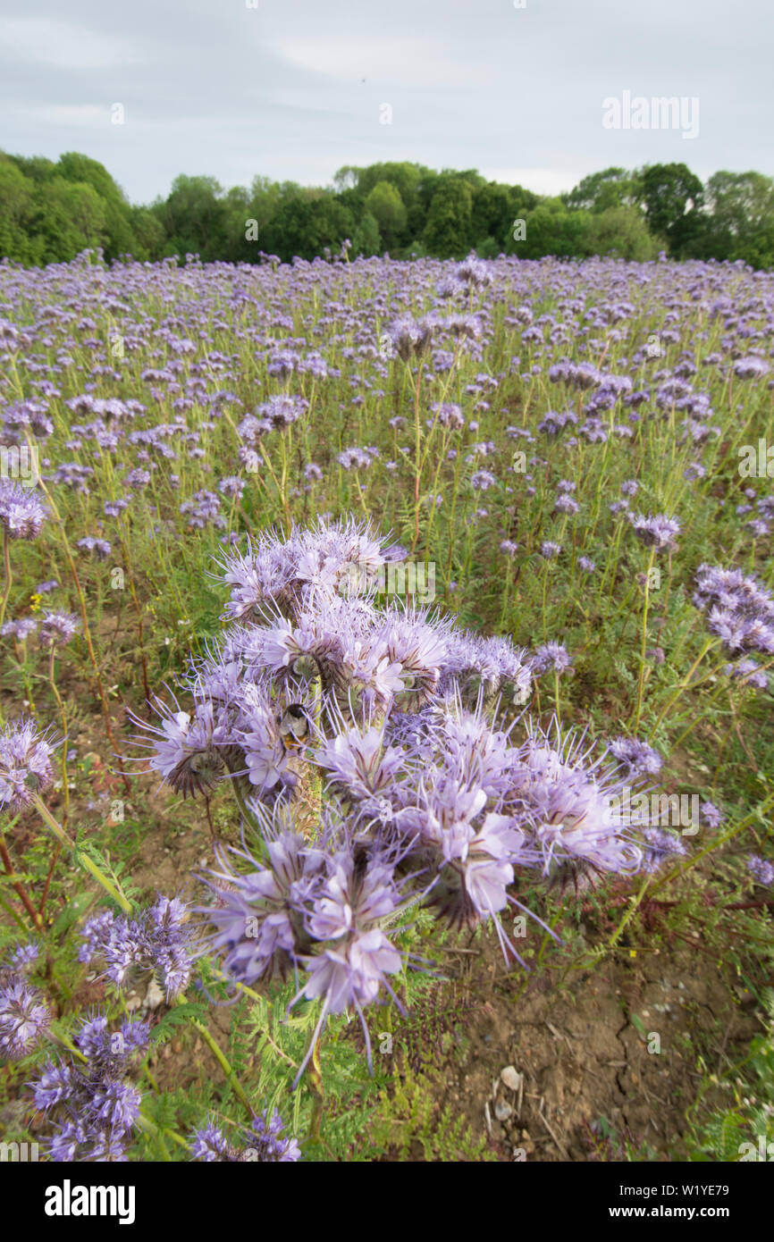 Phacelia tanacetifolia, Lacy phacelia, Blue tansy, Purple tansy. Cover ...