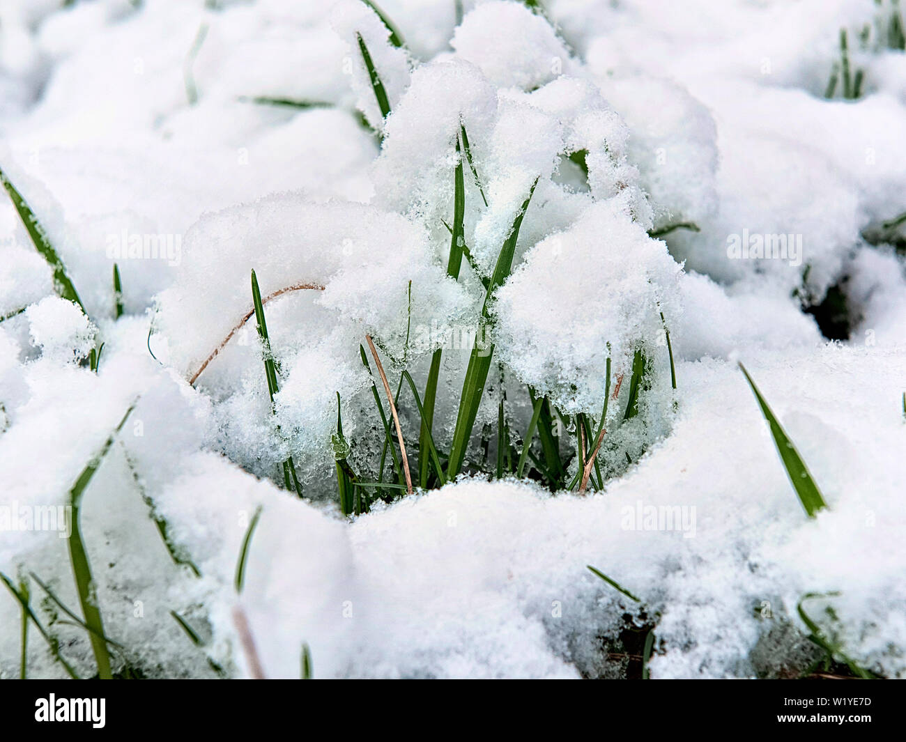 The grass under the snow hi-res stock photography and images - Alamy